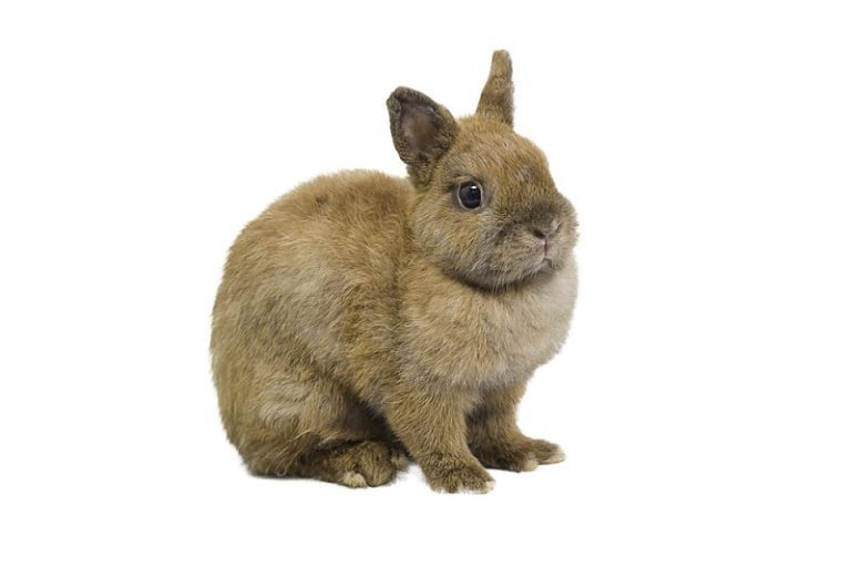 Kelinci Netherland Dwarf: Harga, Karakteristik dan Perawatan » Danusyakti