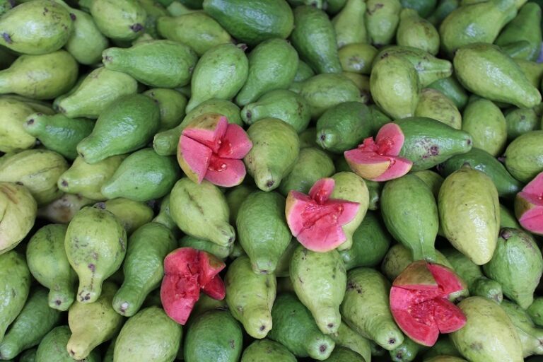 10 Manfaat Jambu Biji Merah dan Efek Samping